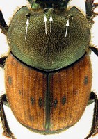 Scarabeoidea d'Italia